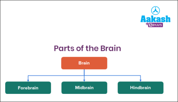 Central Neural System: Brain, Overview & Spinal Cord | AESL