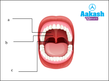 Buccal cavity: Structure, Diagram, Role of Digestion & Deglutition | AESL