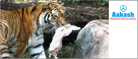 Predation: Definition, Meaning, Control of prey populations | AESL