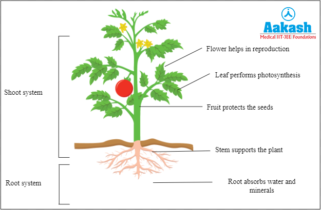 Parts of a plant Diagram, Plant kingdom, Root & Shoot system | AESL