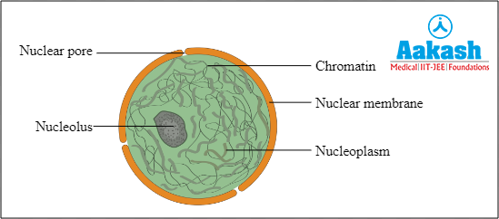 Nucleolus: Definition, Structure, Function & Nucleus | AESL