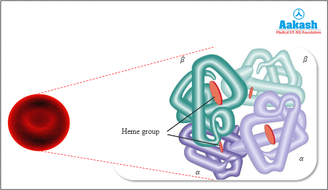 Protein: Structure, Types, Denaturation & Function | AESL