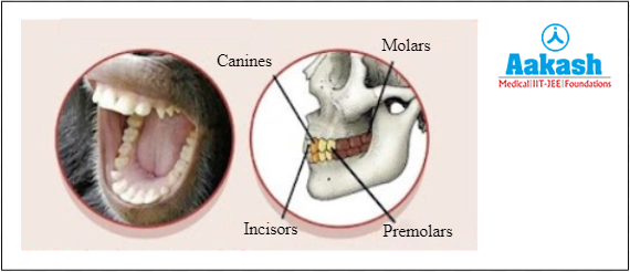 Omnivores in Biology: Definition, Types and Importance | AESL