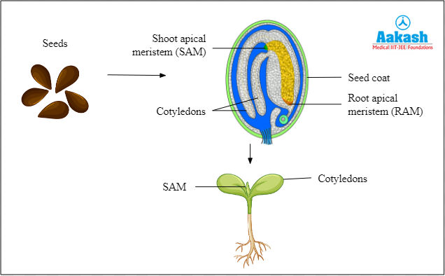 Parts of a plant Diagram, Plant kingdom, Root & Shoot system | AESL