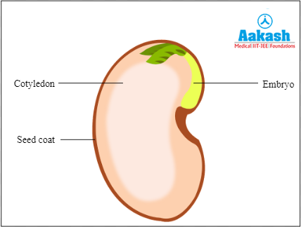 Parts of a plant Diagram, Plant kingdom, Root & Shoot system | AESL