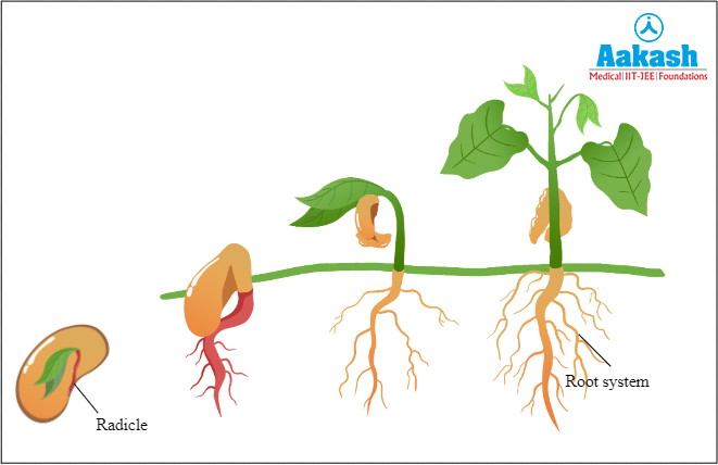 Parts of a plant Diagram, Plant kingdom, Root & Shoot system | AESL