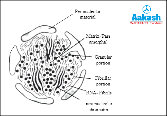 Nucleolus Structure Function Nucleus Structure And Function | PPT