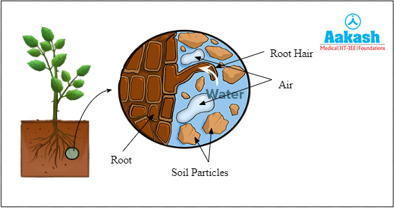 Mineral Ions in Biology: Definition, Types and Importance | AESL