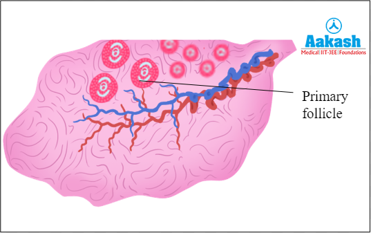 Oogenesis: Diagram, Hormonal control & Gametogenesis | AESL