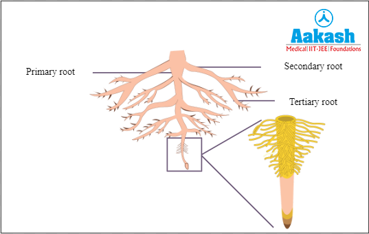 Parts of a plant Diagram, Plant kingdom, Root & Shoot system | AESL