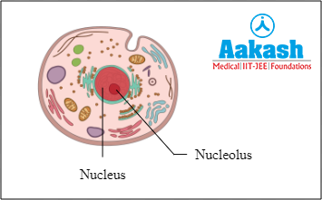 Nucleolus: Definition, Structure, Function & Nucleus | AESL