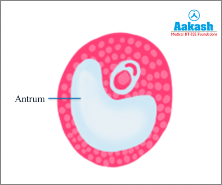 Oogenesis: Diagram, Hormonal control & Gametogenesis | AESL