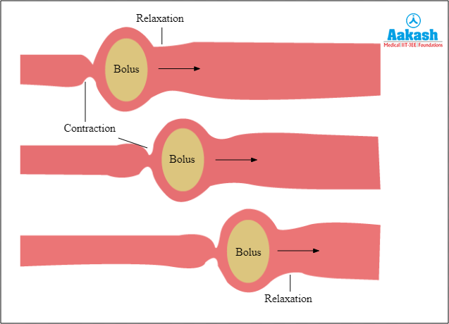 Peristalsis in Biology: Definition, Types and Importance | AESL