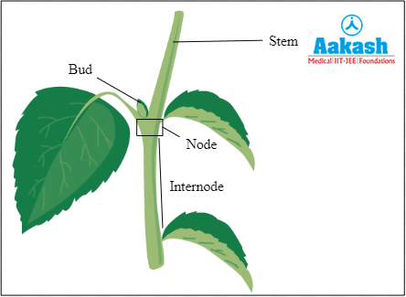 Parts of a plant Diagram, Plant kingdom, Root & Shoot system | AESL