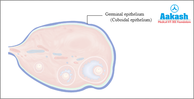 Ovaries: Function, Layers, Disorders & Neurovascular Supply | AESL