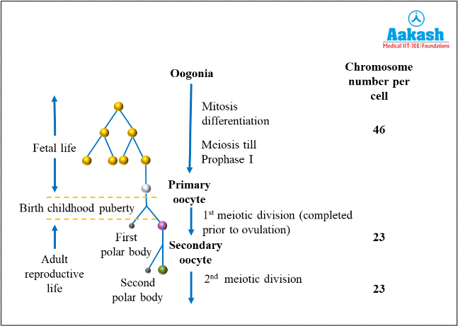 Oogenesis: Diagram, Hormonal control & Gametogenesis | AESL