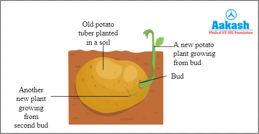 Parts of a plant Diagram, Plant kingdom, Root & Shoot system | AESL
