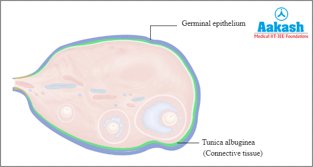 Ovaries: Function, Layers, Disorders & Neurovascular Supply | AESL
