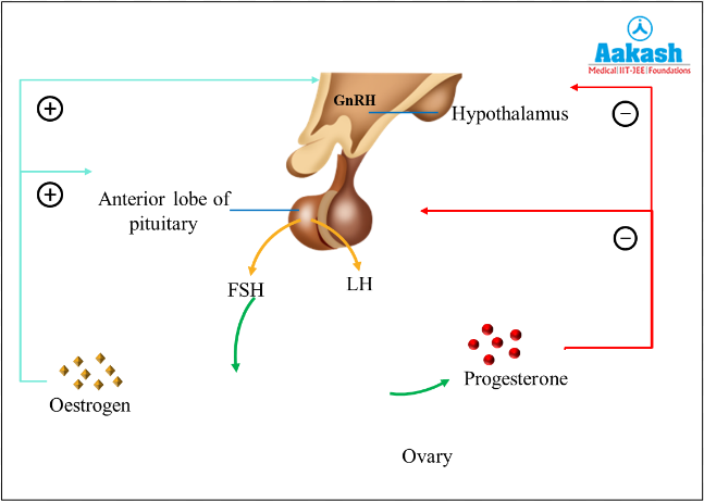 Oogenesis: Diagram, Hormonal control & Gametogenesis | AESL
