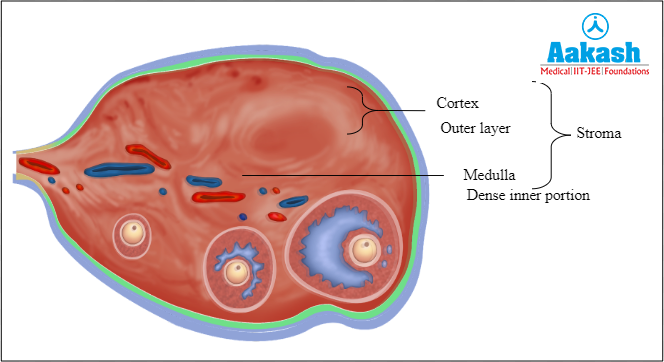 Ovaries: Function, Layers, Disorders & Neurovascular Supply | AESL