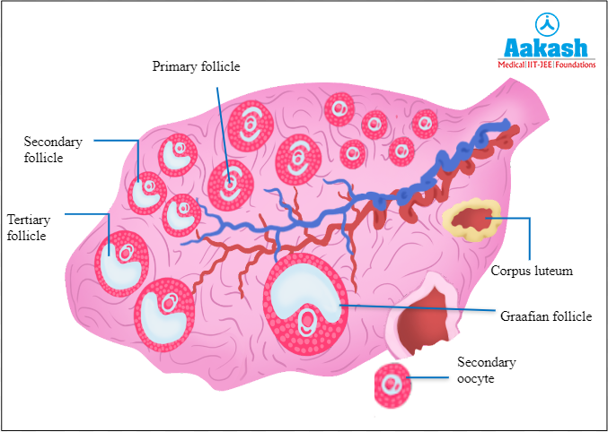 Ovaries: Function, Layers, Disorders & Neurovascular Supply | AESL