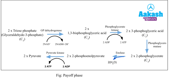 Glycolysis: Definiton, Overview, Steps, Energetics and Glycolysis ...
