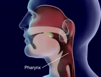 Buccal cavity: Structure, Diagram, Role of Digestion & Deglutition | AESL