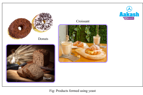 Bacteria & Fungi in Household Products | AESL