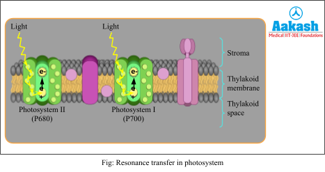 Photosynthesis Chloroplast: Location, Mesophyll cells & Resonance ...