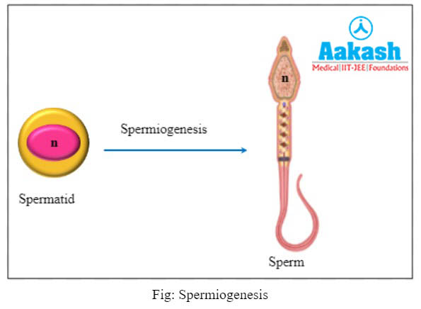 Spermatogenesis Definition, Stages & Gametogenesis Types | AESL