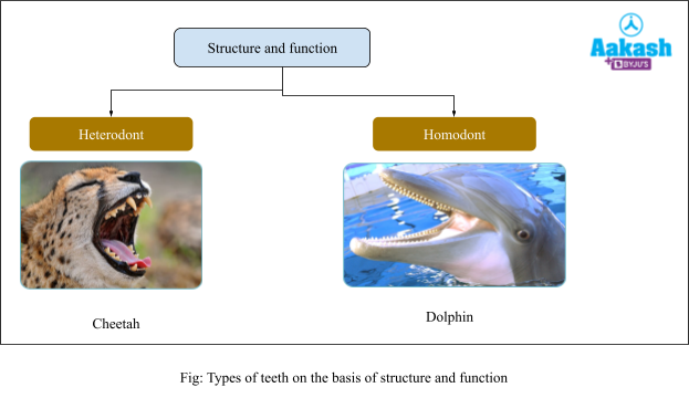 Buccal cavity: Structure, Diagram, Role of Digestion & Deglutition | AESL