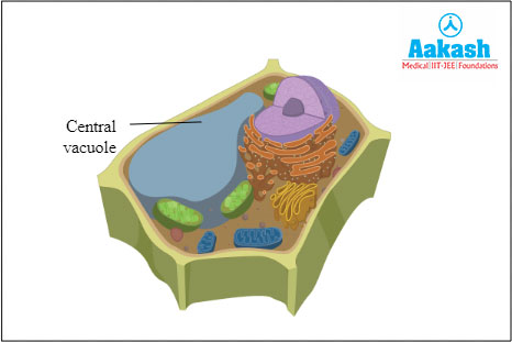 Vacuole Plant Cell
