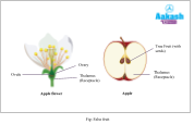 Fruit: Types, Parts, Pericarp, Seed & Simple Fruit | AESL