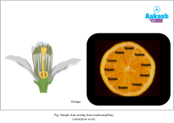 Fruit: Types, Parts, Pericarp, Seed & Simple Fruit | AESL