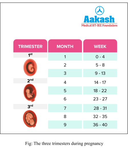 Pregnancy and Embryonic Development: Gastrulation, Ectoderm ...